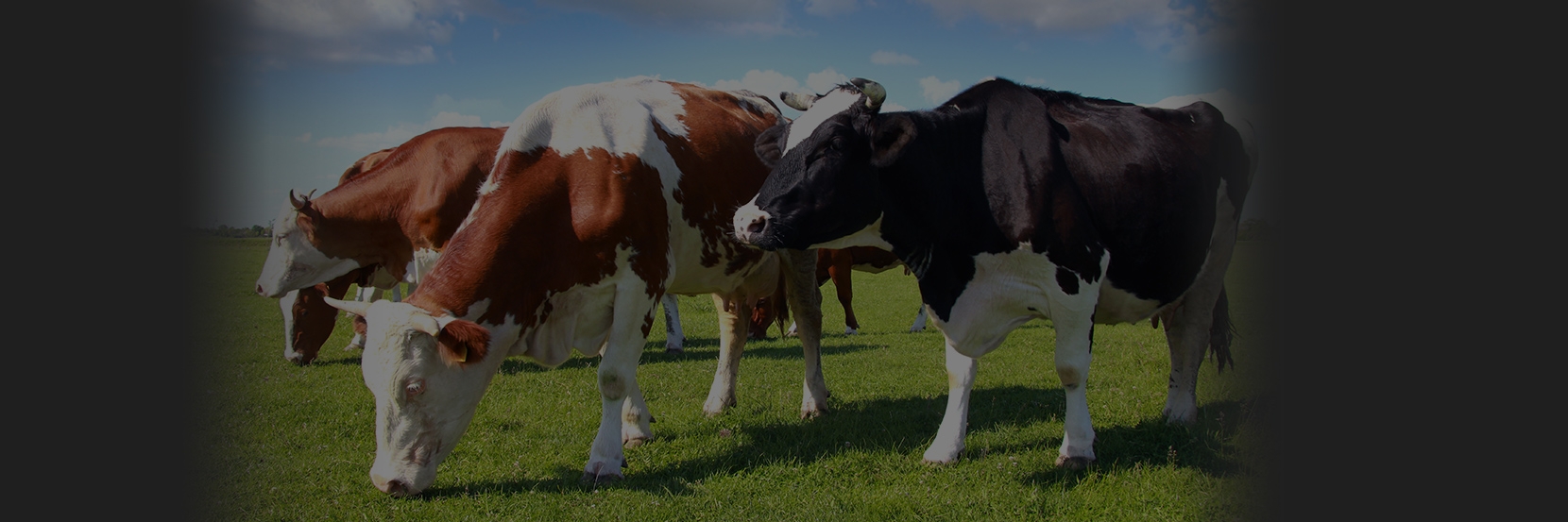 Personal Property Securities Register (PPSR) | Equifax NZ